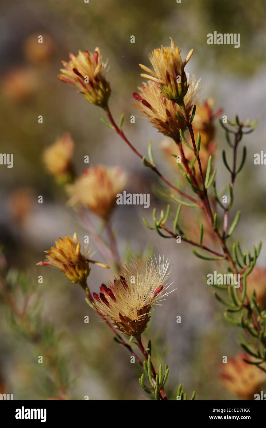 Fynbos flower hi-res stock photography and images - Alamy