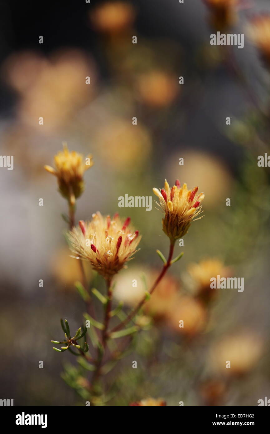 Fynbos flower hi-res stock photography and images - Alamy