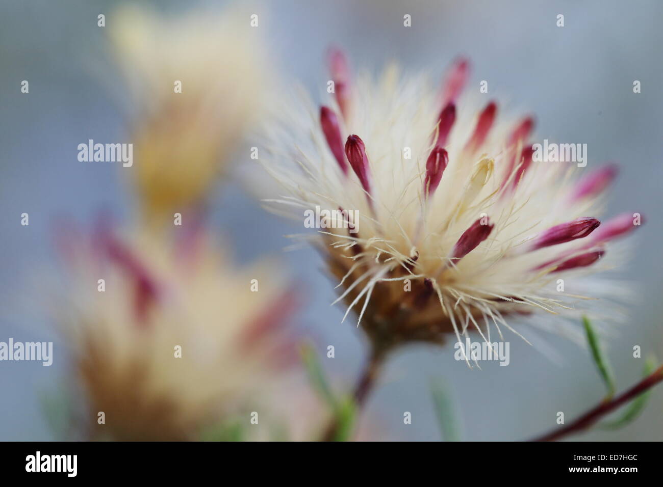 Fynbos flower hi-res stock photography and images - Alamy