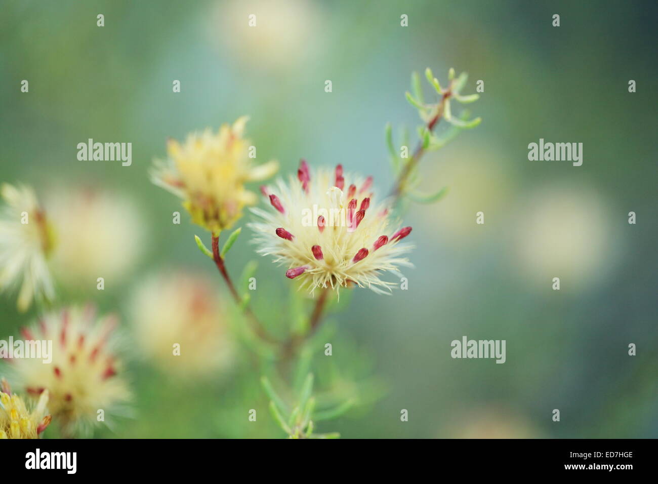Close up of fynbos flower in the Matroosberg area of Ceres Stock Photo ...