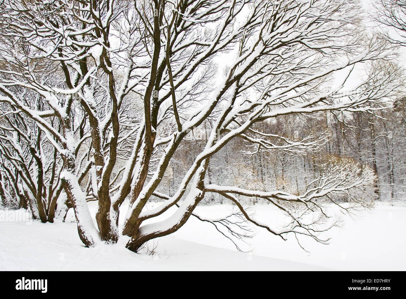 Winter landscape - big trees closely with branches in snow Stock Photo ...