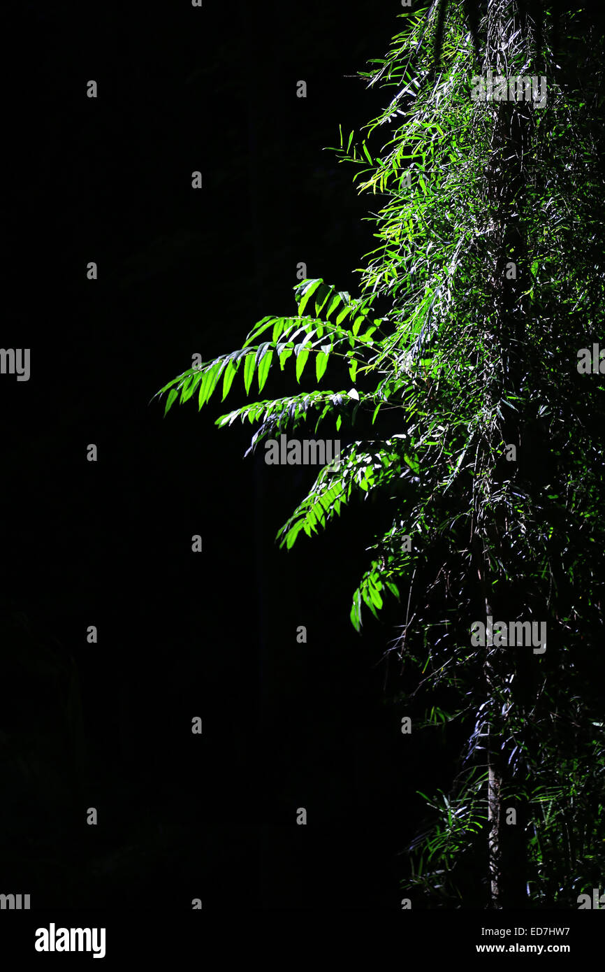 Rainforest tree hi-res stock photography and images - Alamy