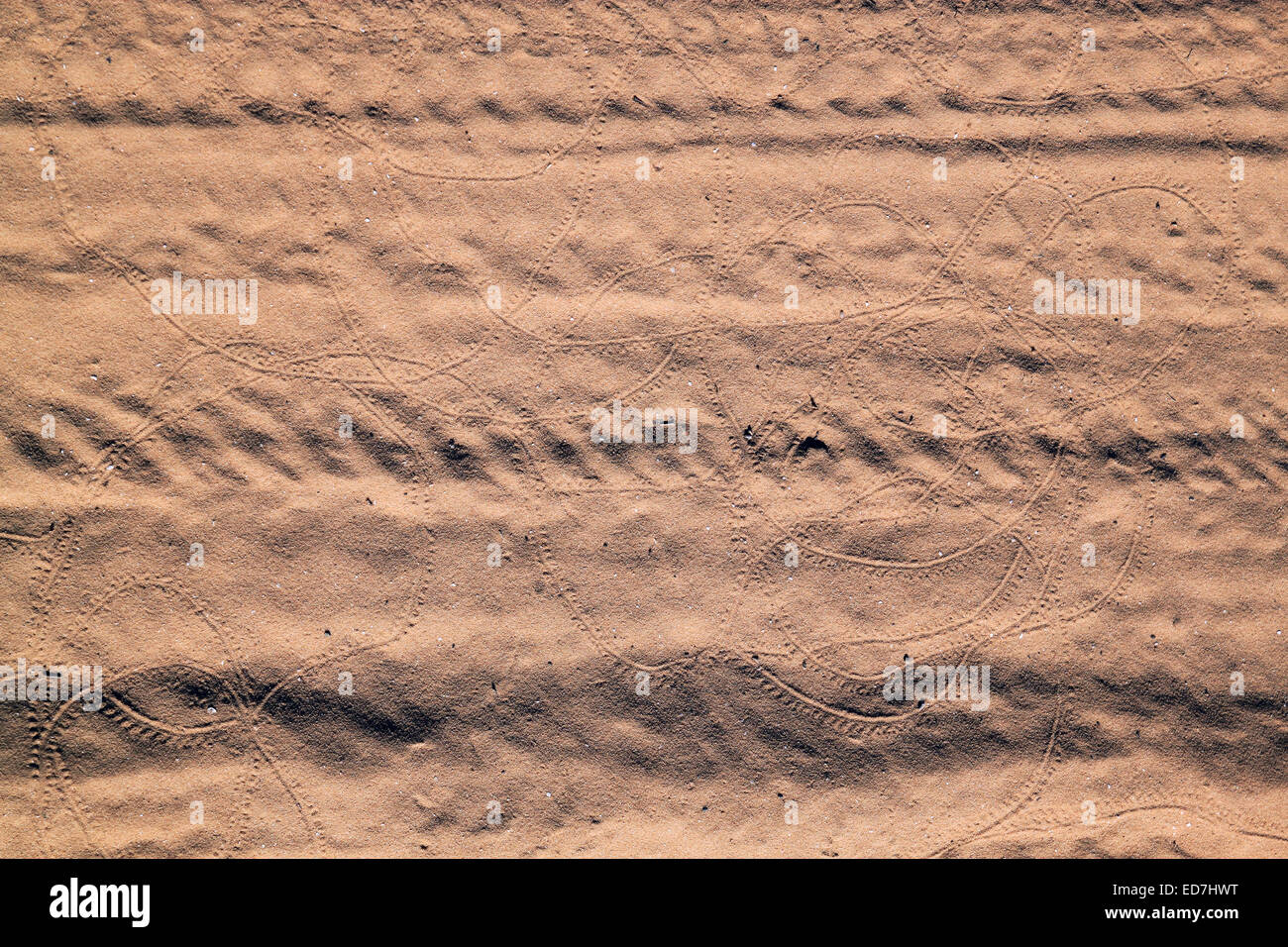 Animal tracks on a beach hi-res stock photography and images - Alamy