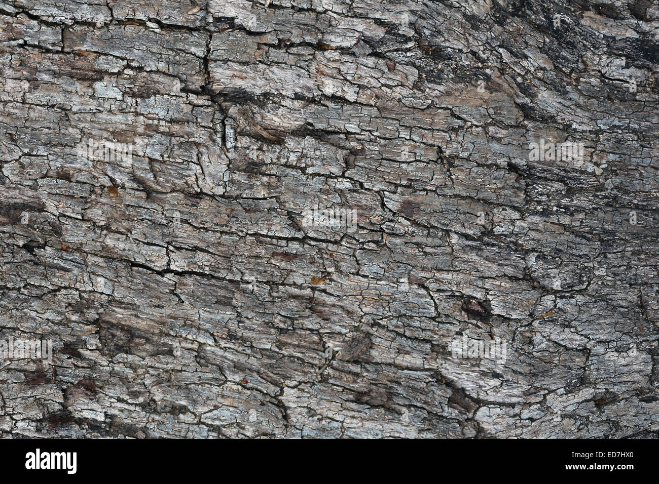Gray bark hi-res stock photography and images - Alamy