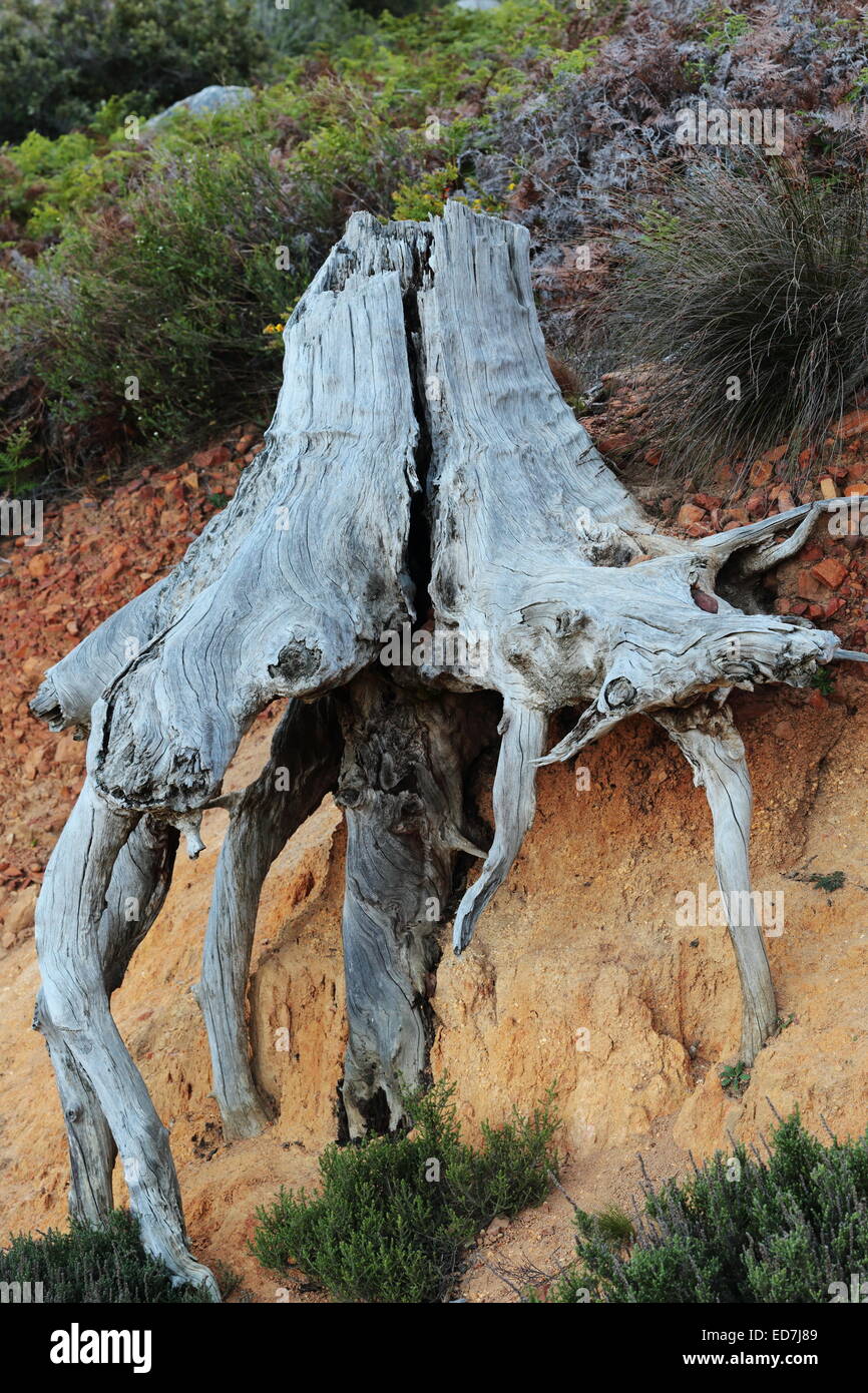 Weathered tree stump on a mountain slope in the Tokai area Stock Photo ...