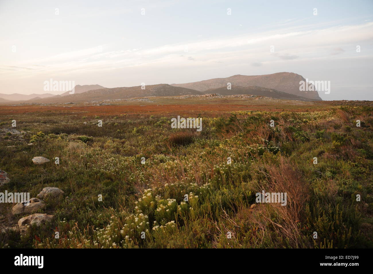 Fynbos nature reserve in the background hi-res stock photography and ...