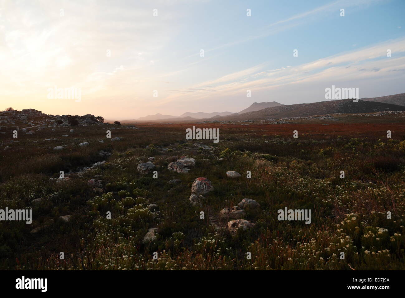 View of fynbos with mountains in the background at sunset in the Cape ...