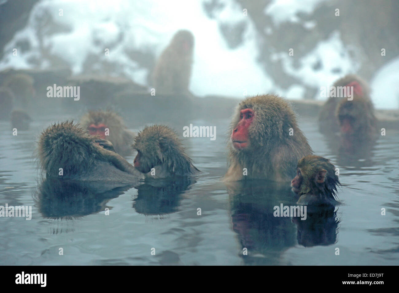 Onsen monkeys hi-res stock photography and images - Alamy