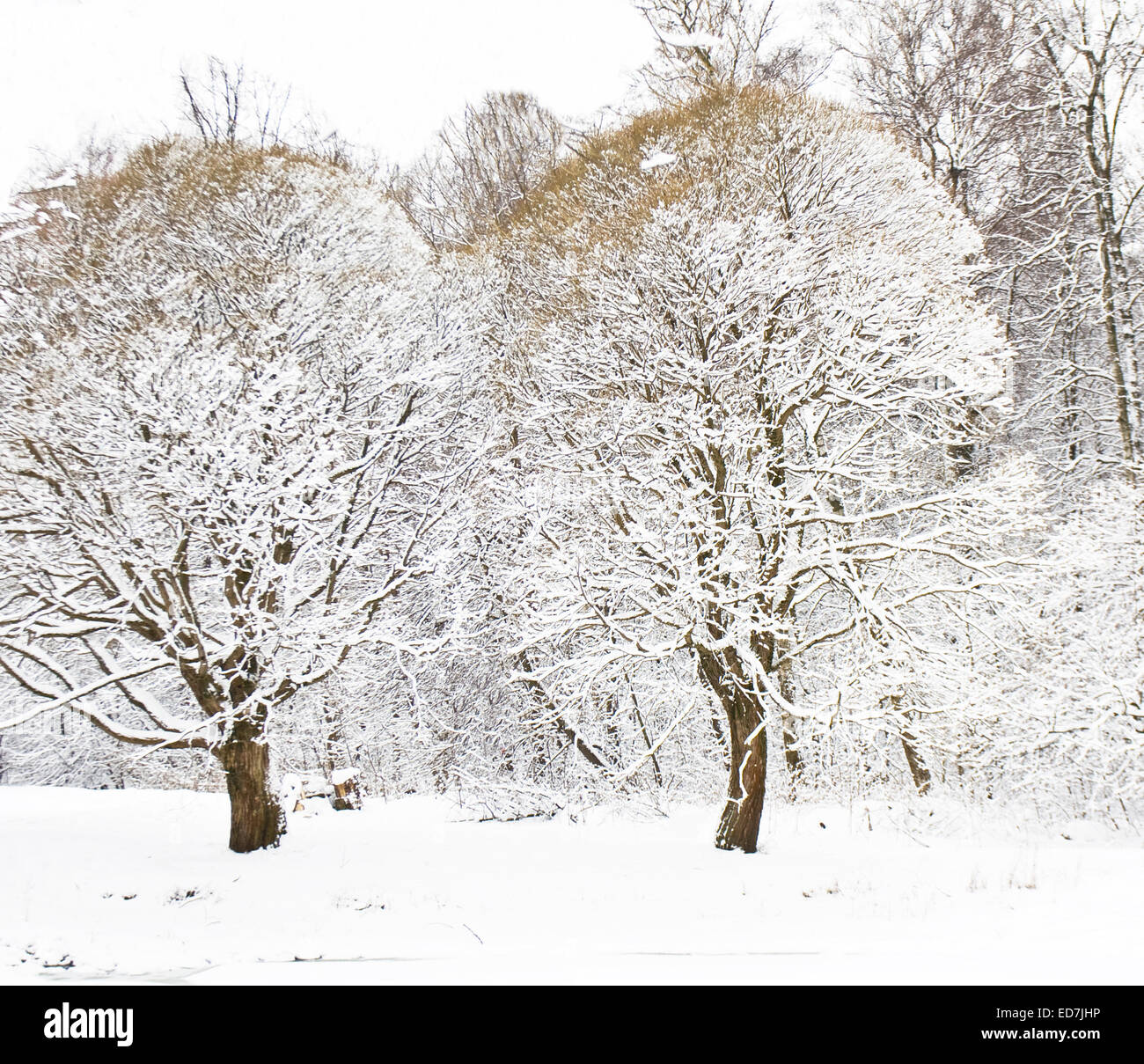 Winter landscape - two big trees in snow Stock Photo - Alamy
