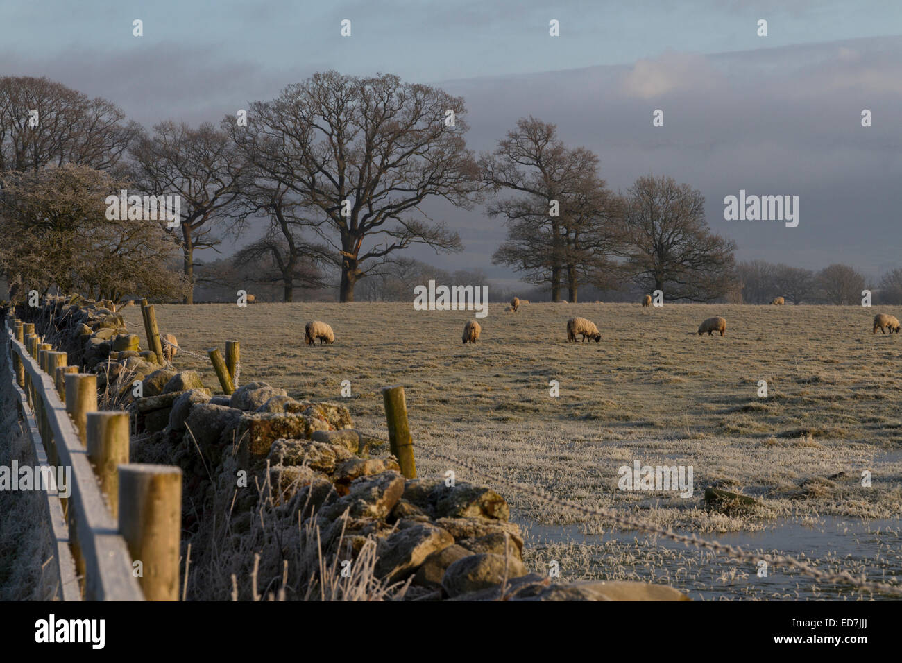 A rural scene of field with sheep on a frosty winter's day at Culgaith ...