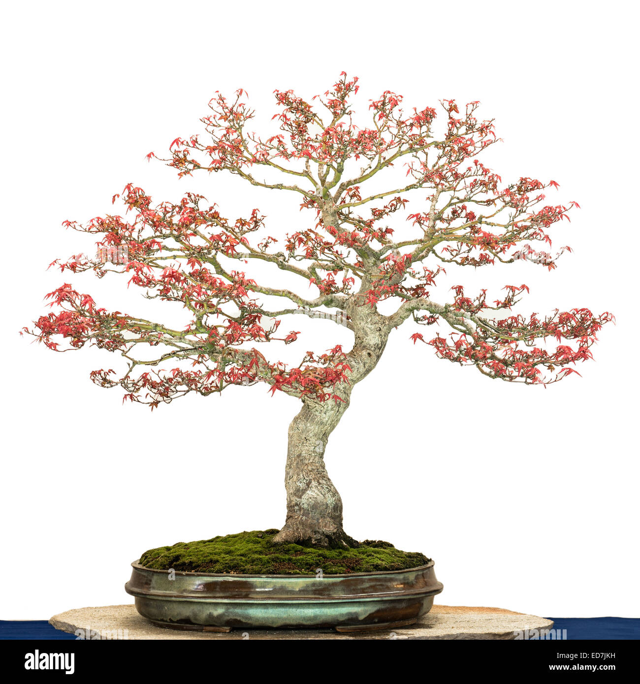 Maple tree (Acer palmatum Seigen) as bonsai tree Stock Photo - Alamy