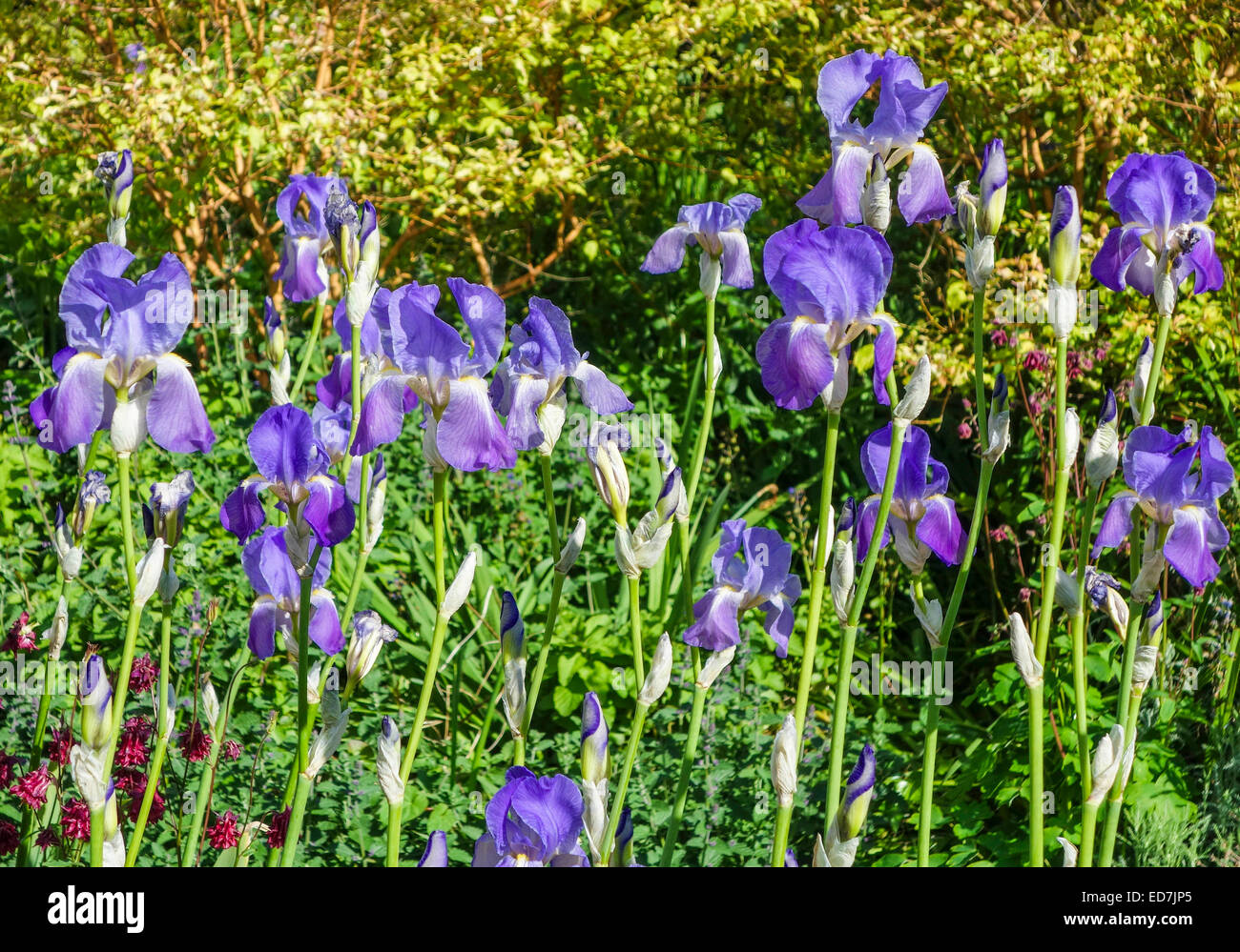 Iris garden display hi-res stock photography and images - Alamy