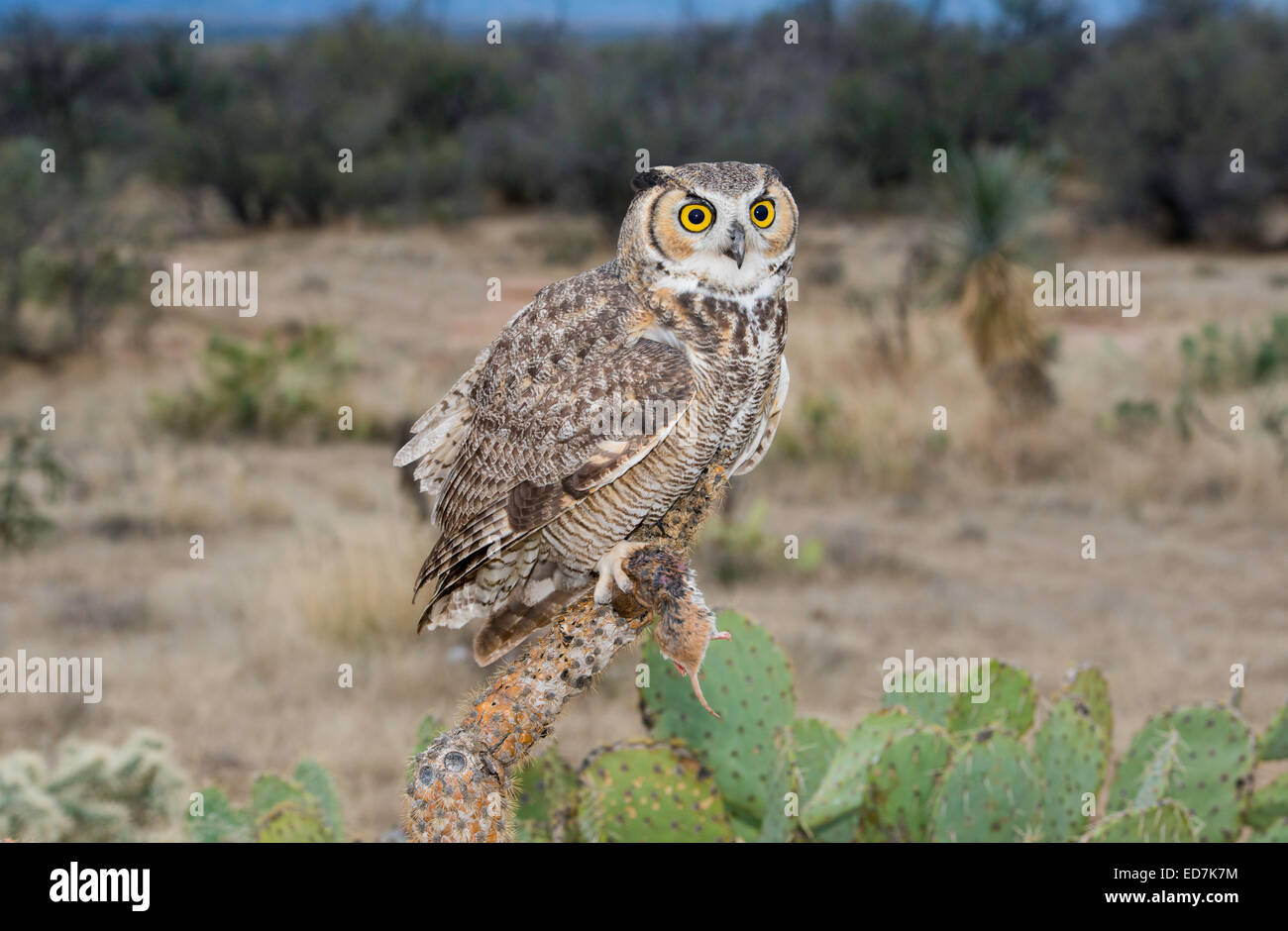 Great Horned Owl Bubo virginianus Tucson, Arizona, United States 28 ...