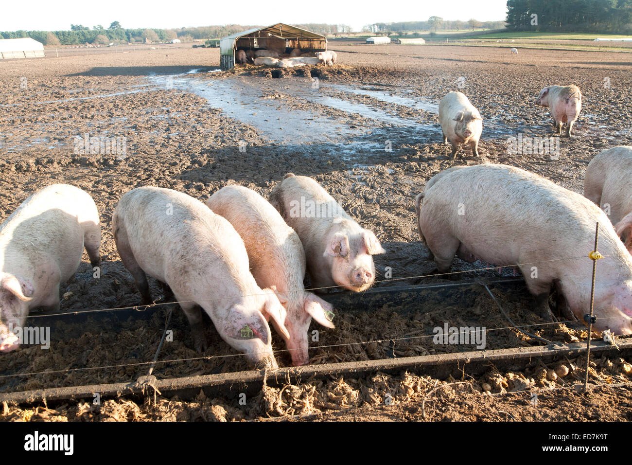 Free Range pig farming, Tunstall, Suffolk, England,UK Stock Photo - Alamy