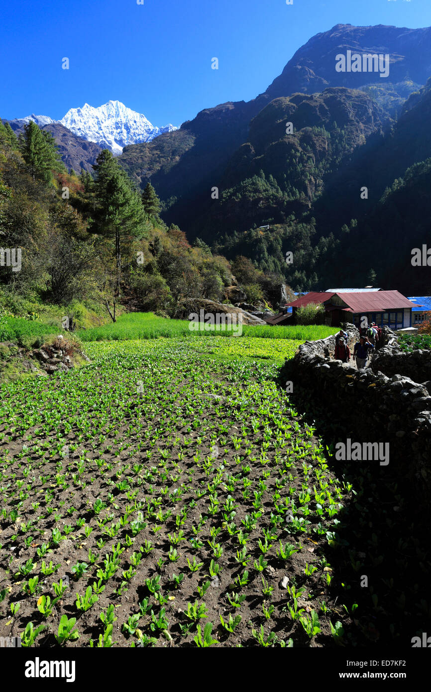Himalayas nepal terracing hi-res stock photography and images - Alamy