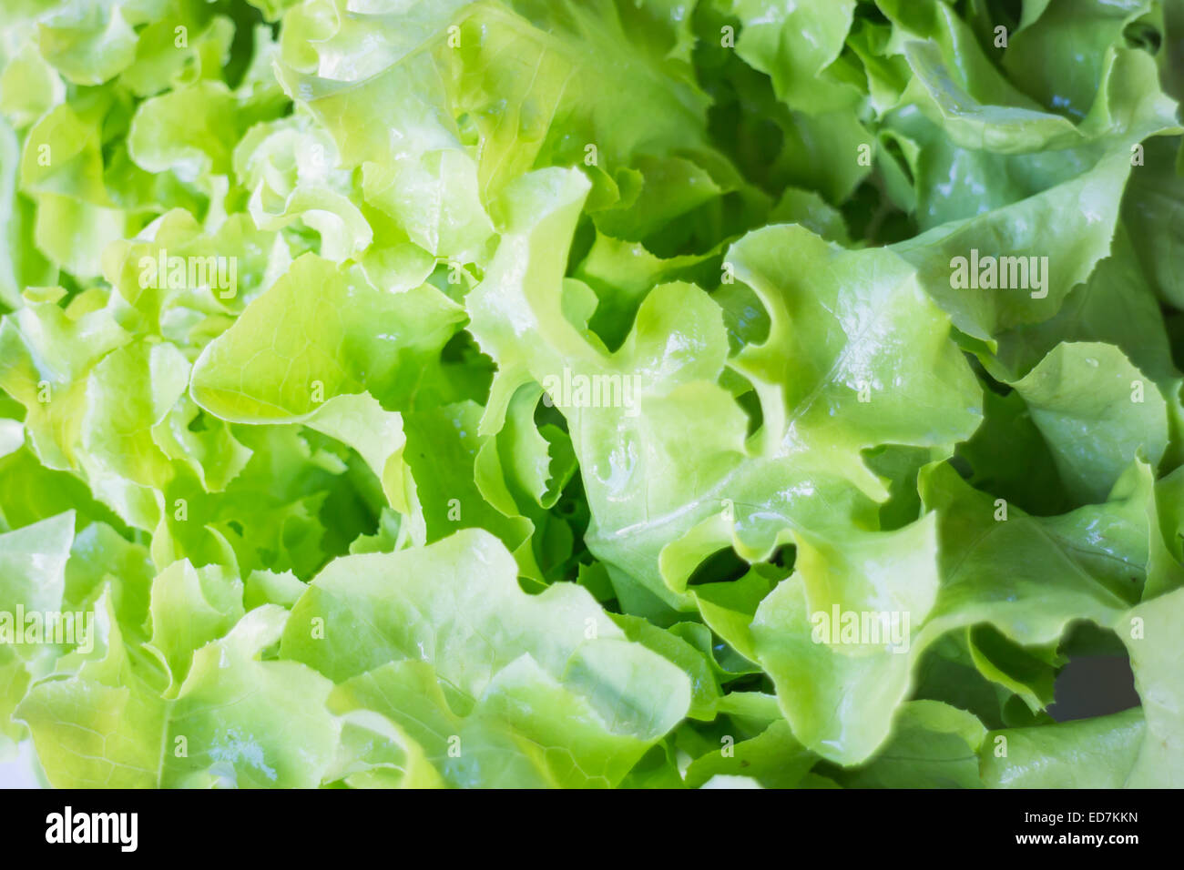 Fresh hydroponic green oak vegetable, stock photo Stock Photo - Alamy