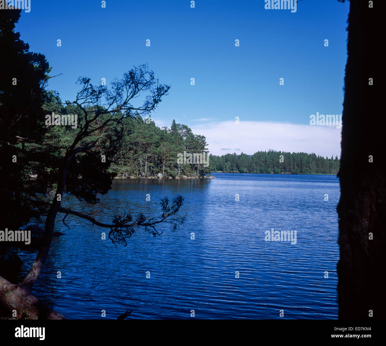 Wooded shoreline Loch Garten The Abernethy Forest between Grantown ...