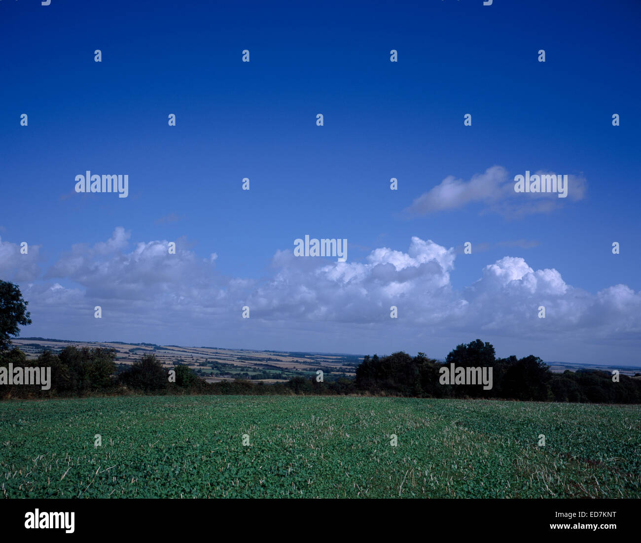 A view from Penbury Knott Hill Fort on Pentridge Hill The Dorset Downs ...