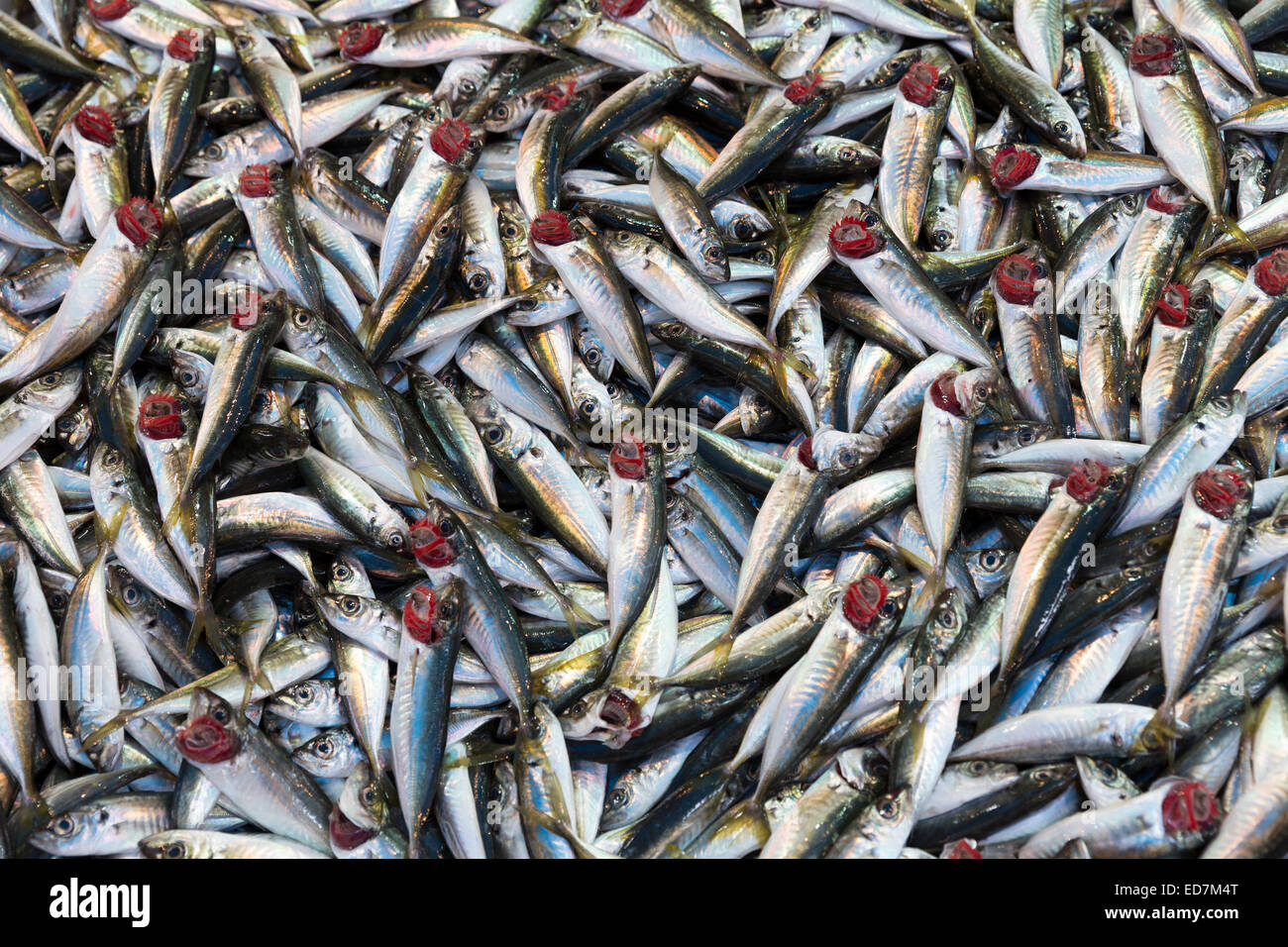 Fresh Mackerel fish - Istavrit - on display for sale on stall at food ...