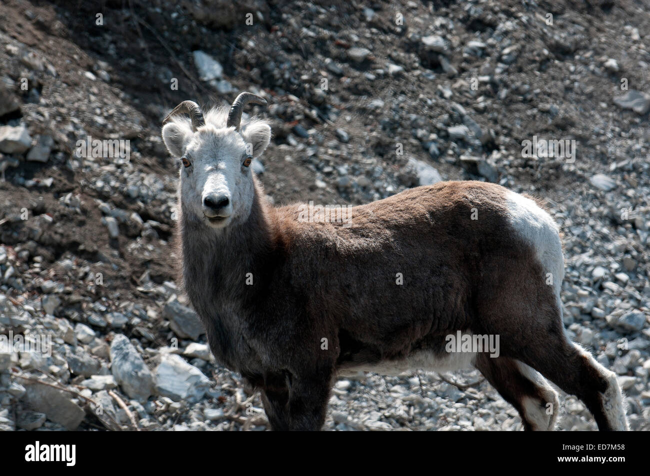 Stone sheep along the Alaskan Highway in Canada Stock Photo - Alamy