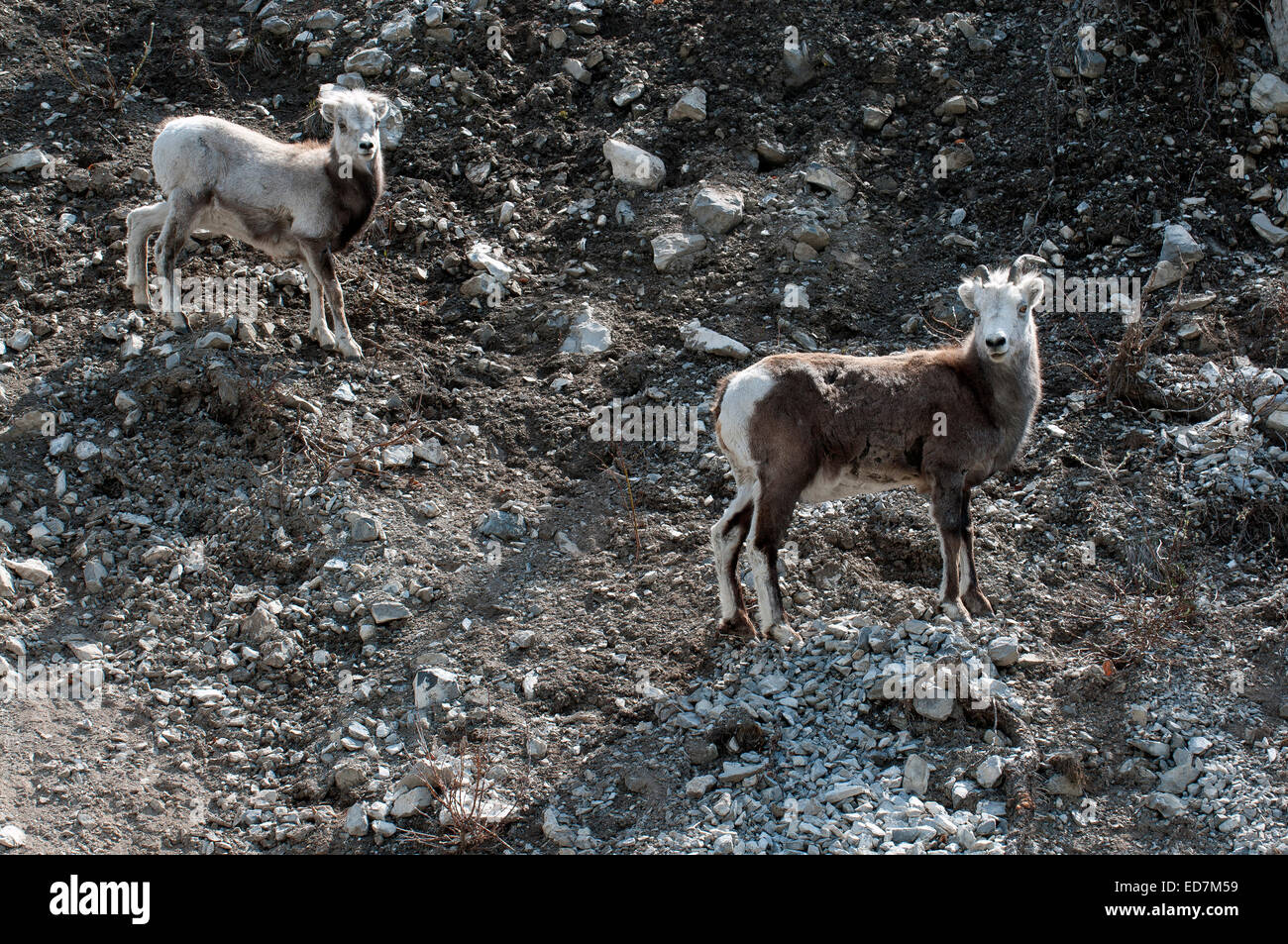 Stone sheep hi-res stock photography and images - Alamy
