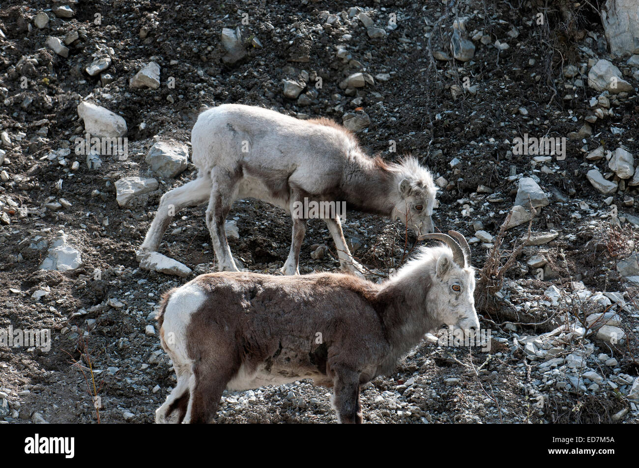 Stone sheep hi-res stock photography and images - Alamy