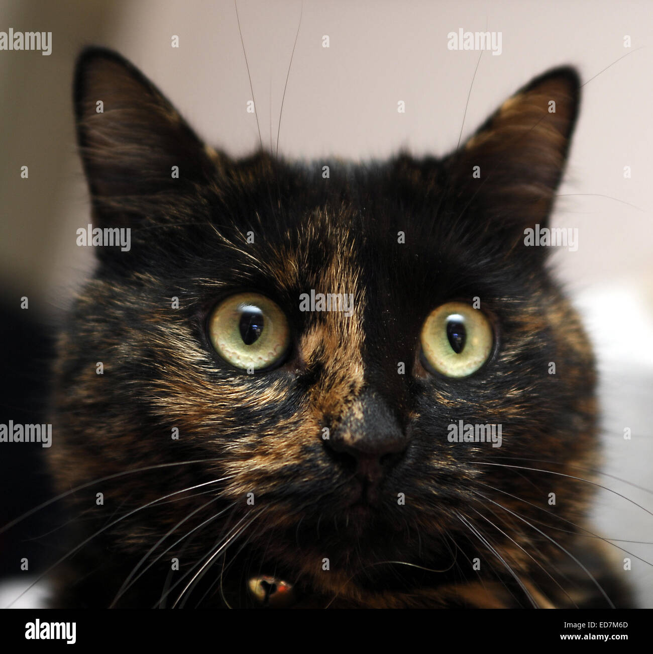 cat, feline, portrait, black, animals, pets, one Stock Photo - Alamy