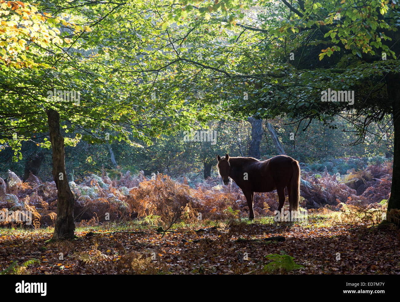 New forest national park hi-res stock photography and images - Alamy