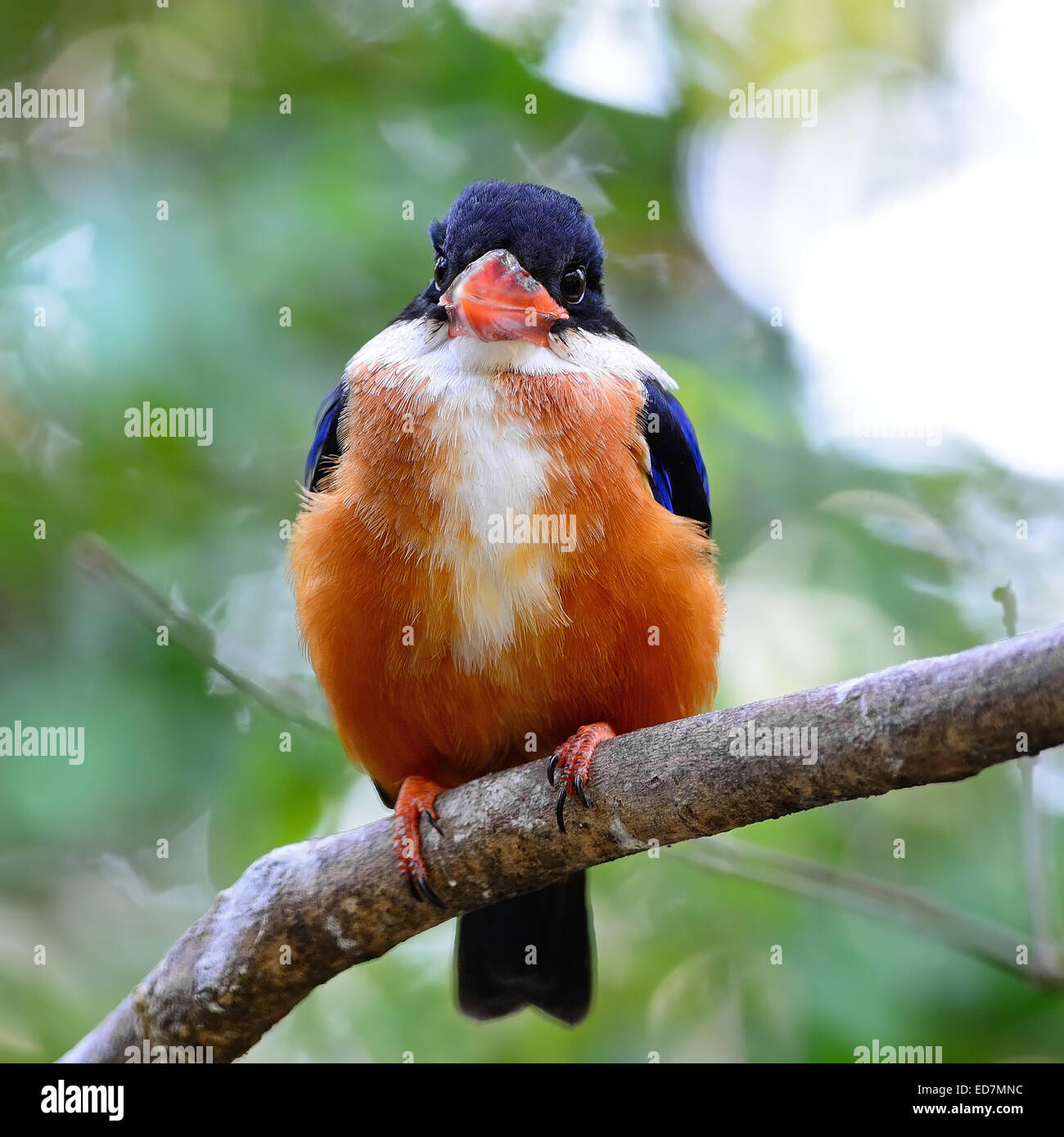 Beautiful Kingfisher bird, Black-capped Kingfisher (Halcyon pileata ...