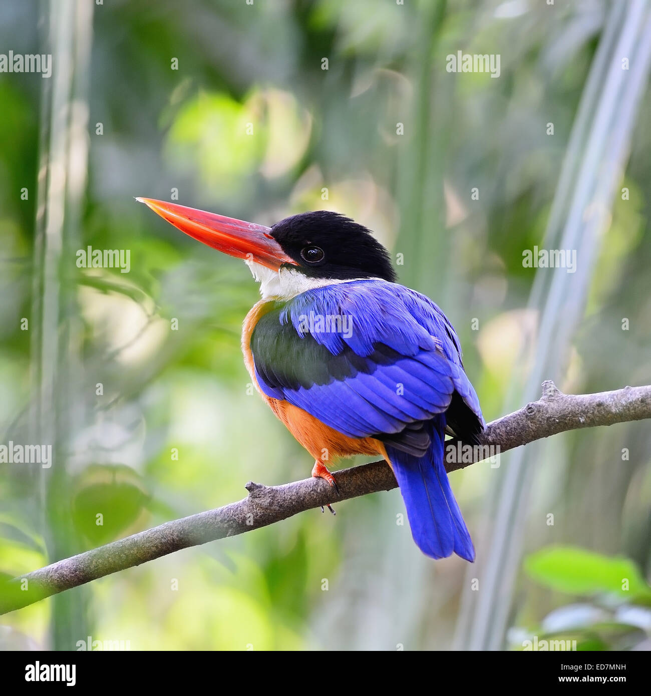 Beautiful Kingfisher bird, Black-capped Kingfisher (Halcyon pileata ...