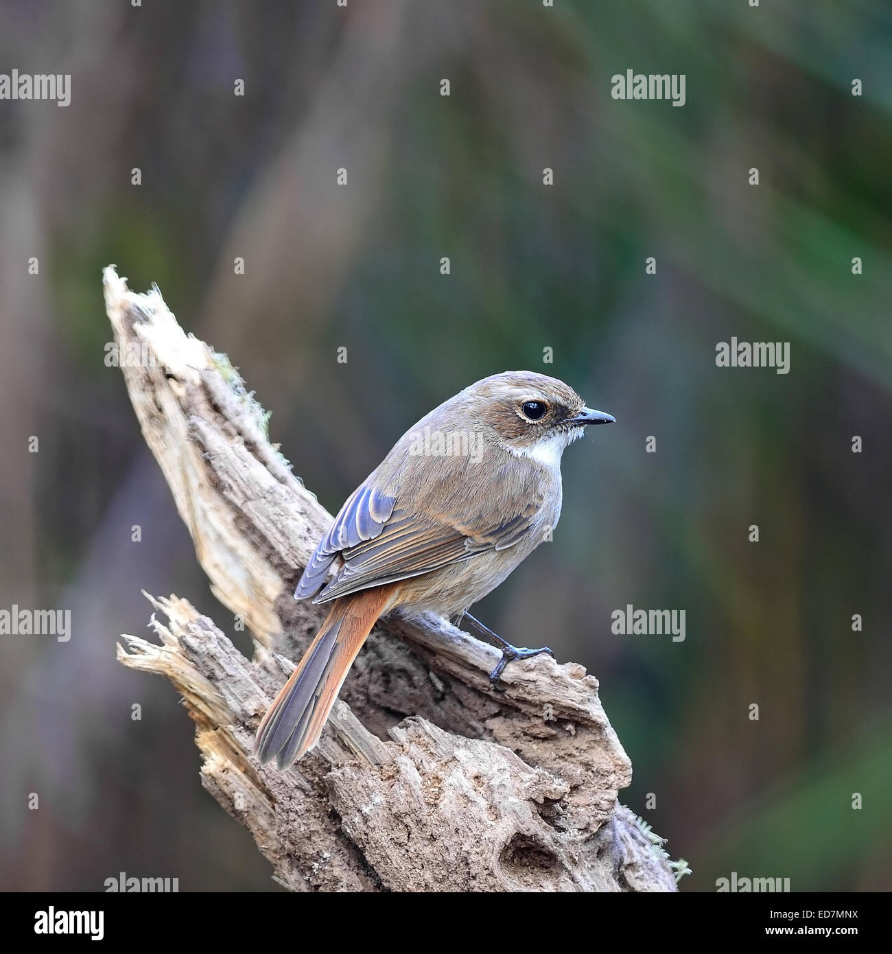 Beautiful grey bird, female Grey Bushchat (Saxicola ferreaus), standing ...