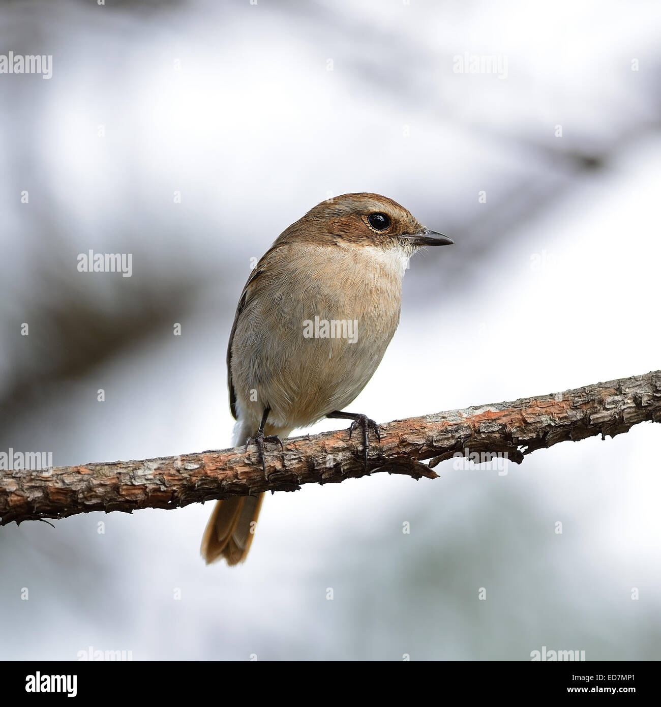Beautiful grey bird, female Grey Bushchat (Saxicola ferreaus), standing ...