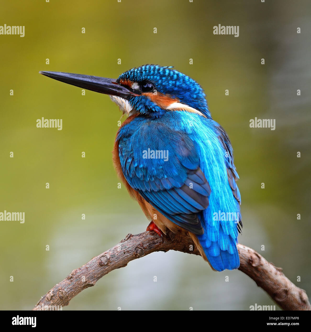 Beautiful blue Kingfisher bird, male Common Kingfisher (Alcedo atthis ...