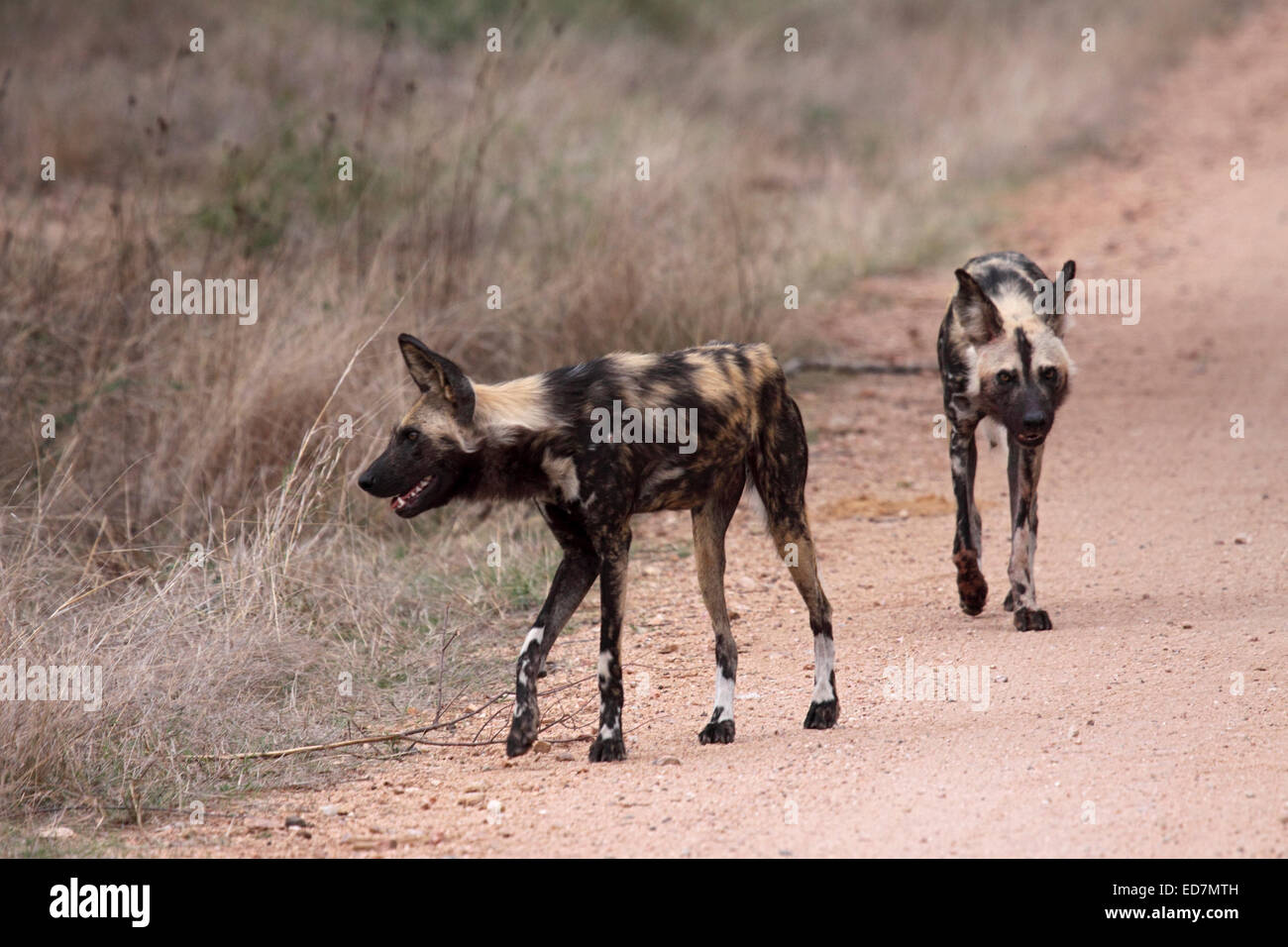 Wild dog dogs in Botswana Stock Photo - Alamy