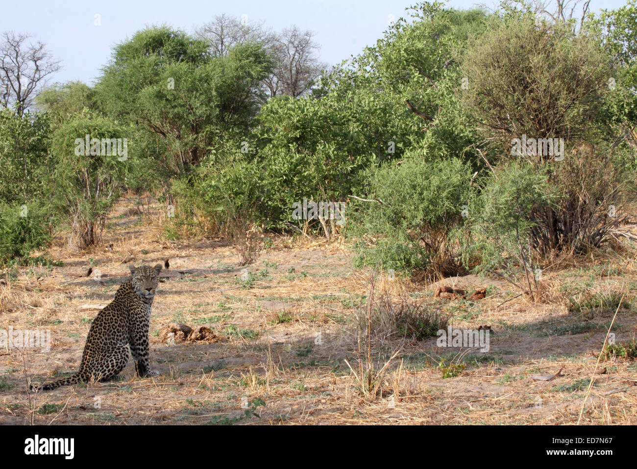 African leopard sitting near a pile of Elephant droppings momentarily ...