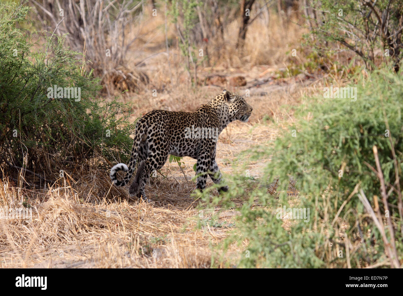 African leopard on the prowl through the bush in Botswana Stock Photo ...
