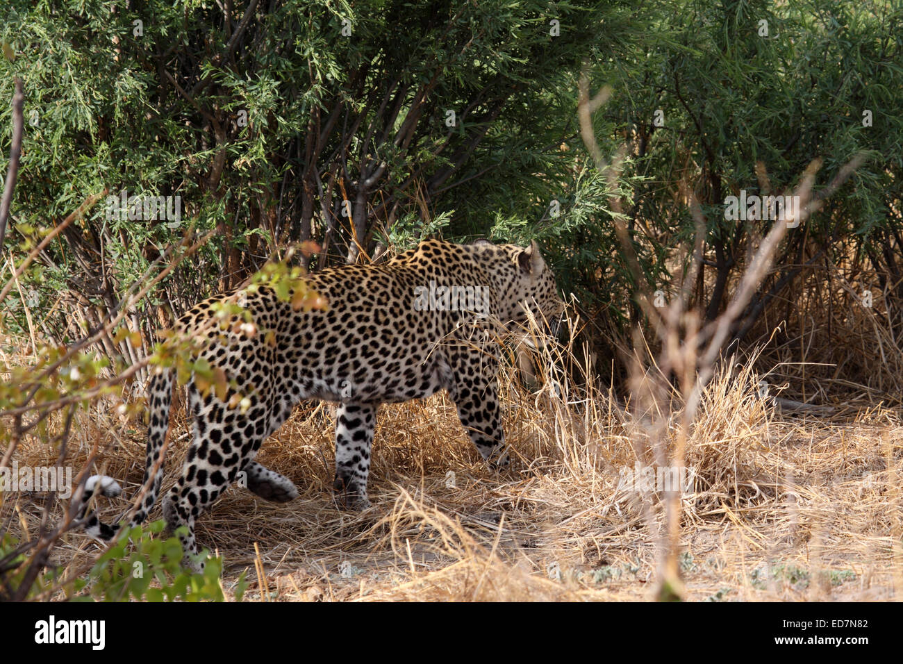 African leopard on the prowl through the bush in Botswana Stock Photo ...