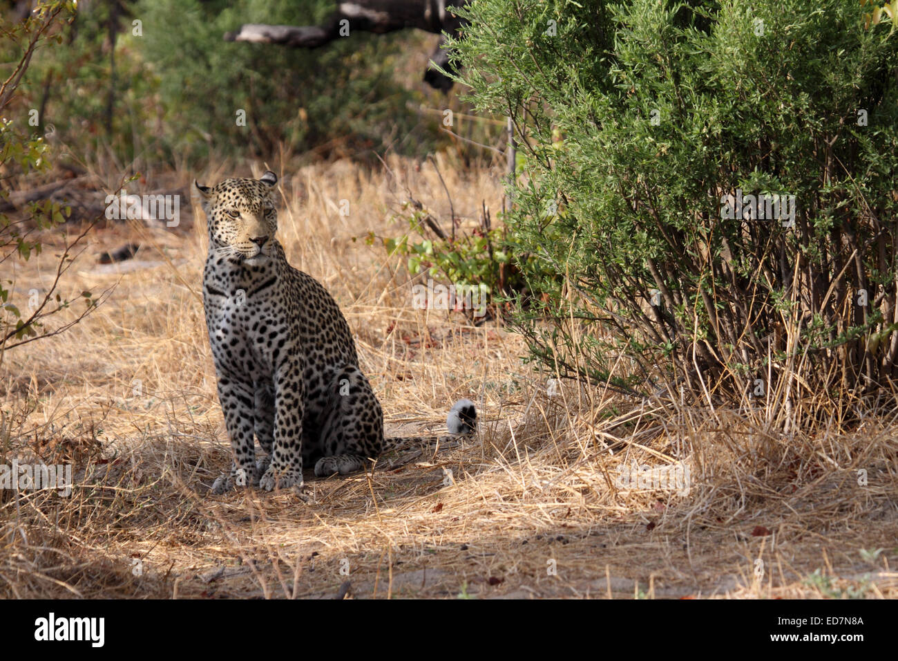 African leopard sitting momentarily as it passes through the bush in ...