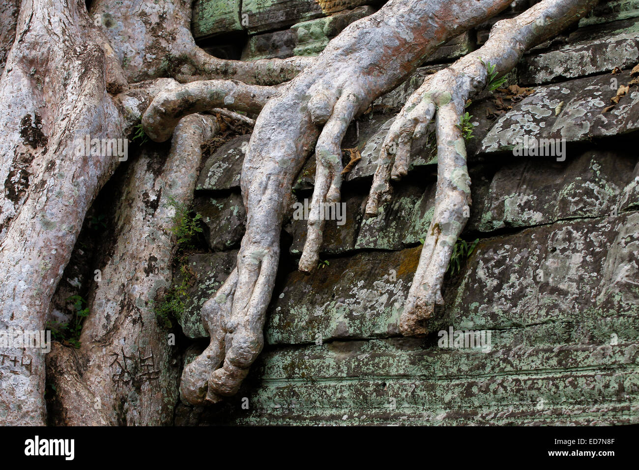 Ta Prohm temple overgrown with Strangler Fig tree roots at Angkor ...