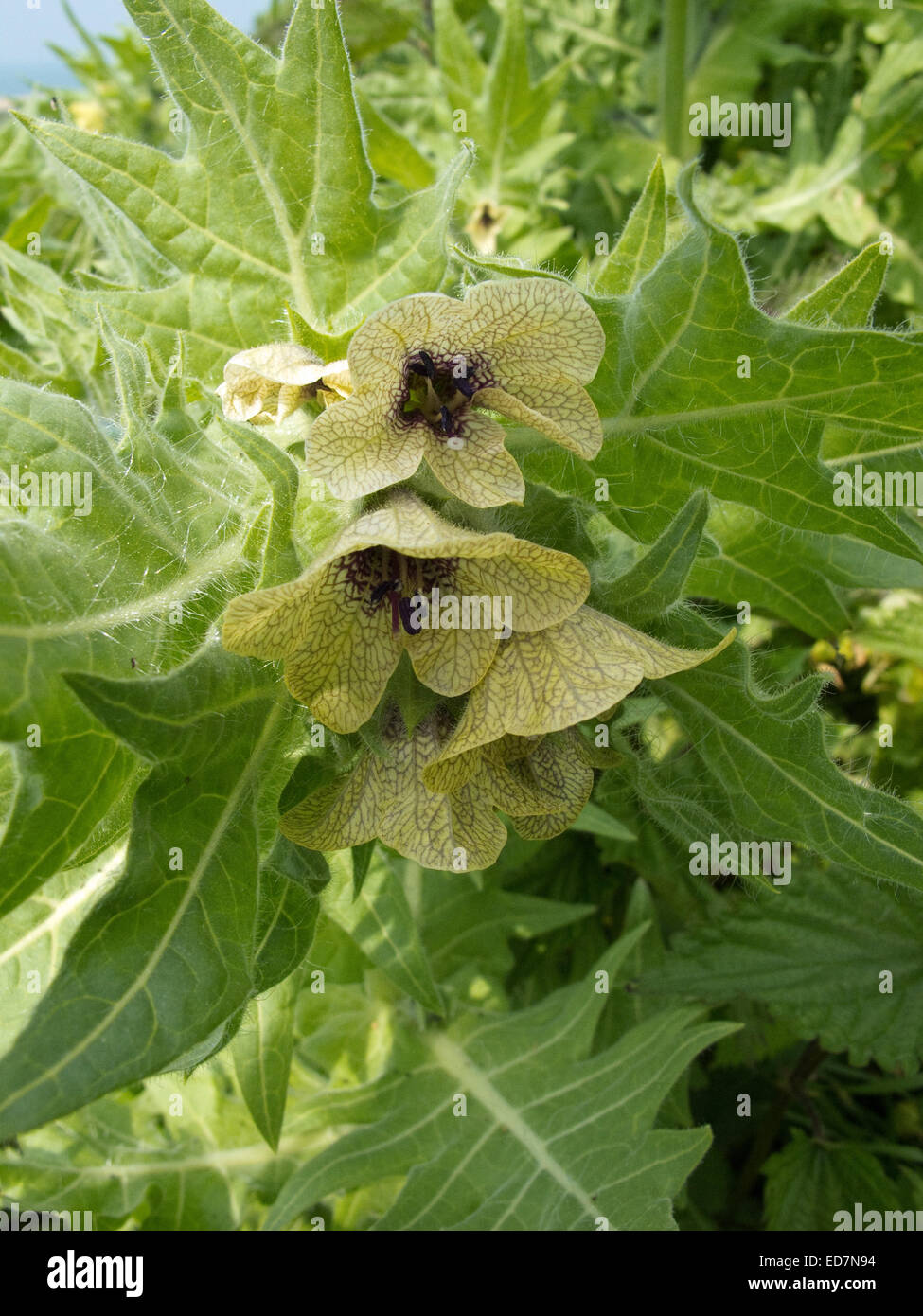 Henbane, a now relatively rare wild flower growing near Abbotsbury ...