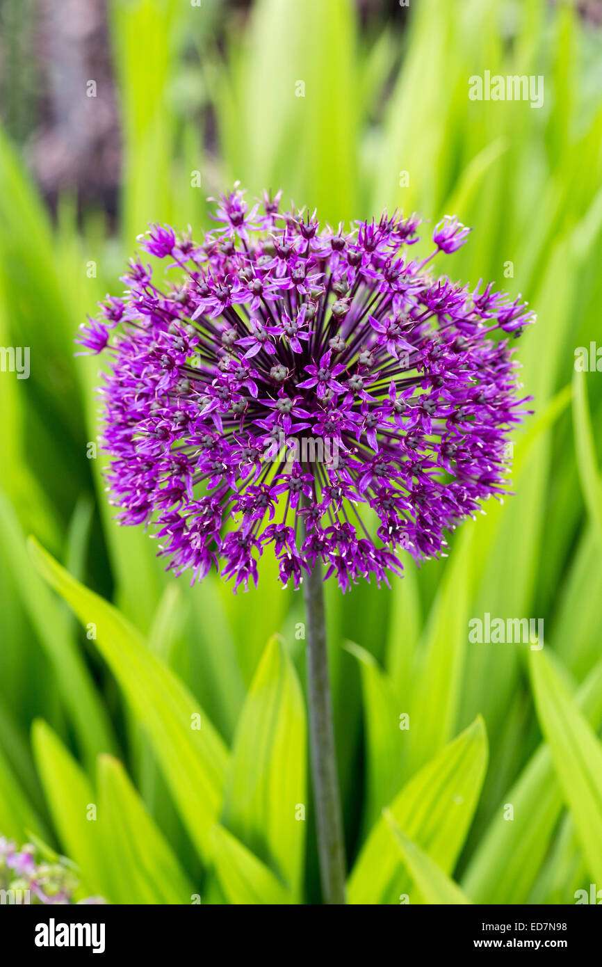 Close-up of alliums making a bright display in early Summer 2014 Stock ...