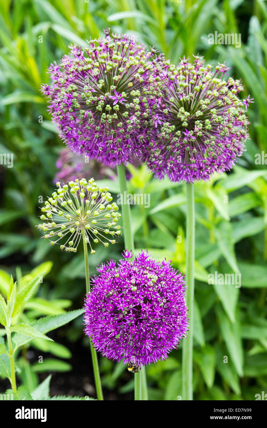 Close-up of alliums making a bright display in early Summer 2014 Stock ...