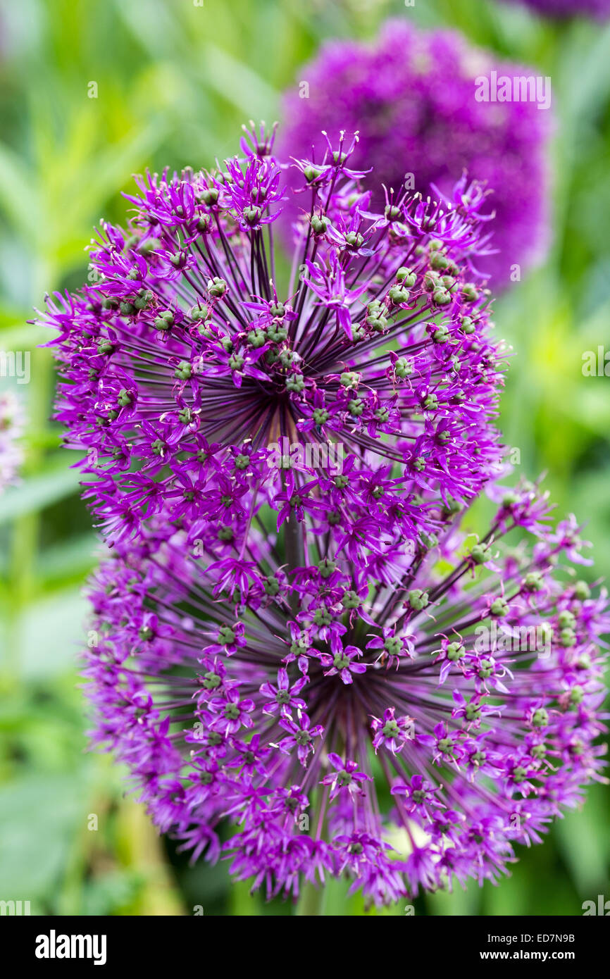 Close-up of alliums making a bright display in early Summer 2014 Stock ...