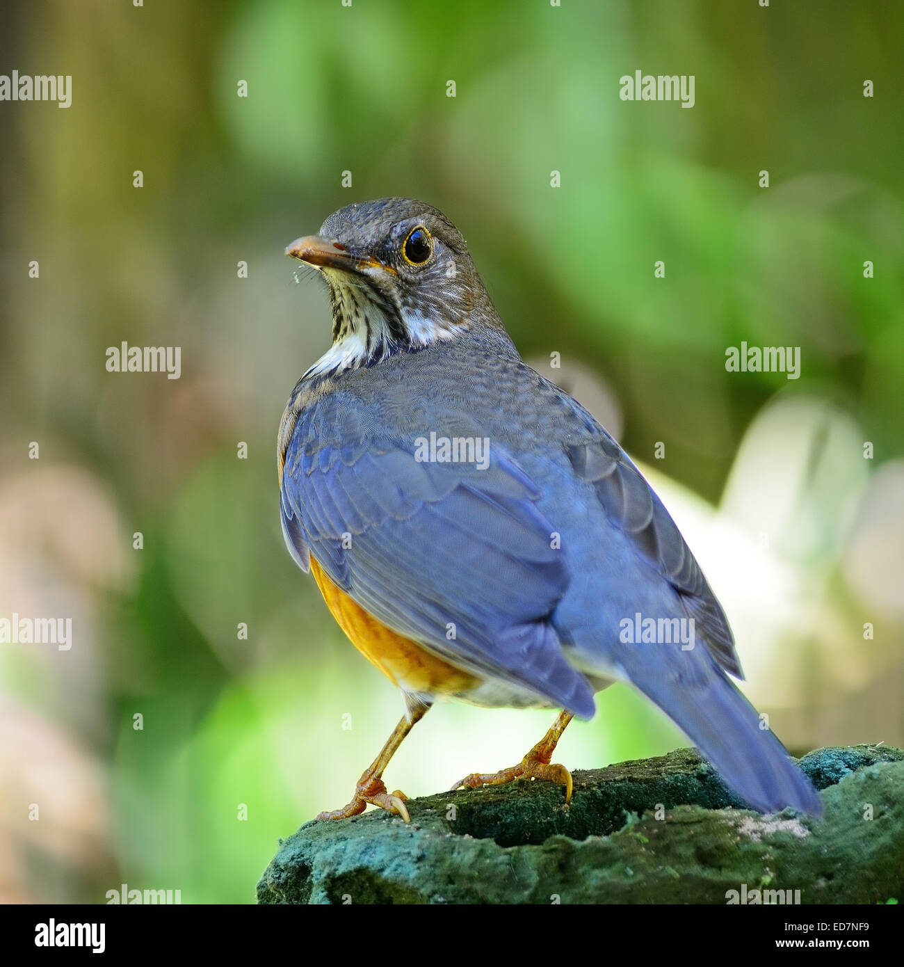 Female Thrush Bird Usa