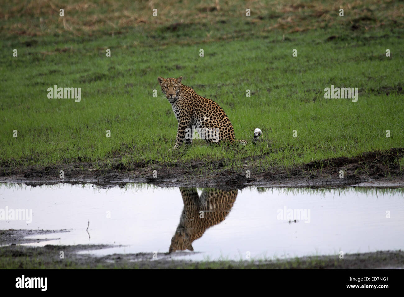 Leopard with refection as it prepares to leap across a stream in ...