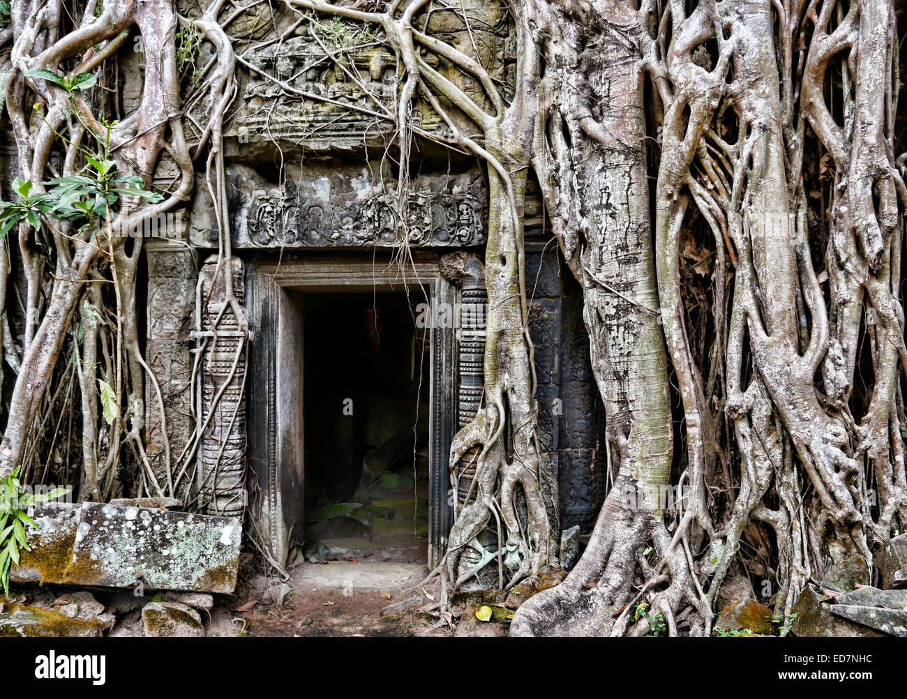 Doorway at Ta Prohm temple overgrown with Strangler Fig tree roots at ...