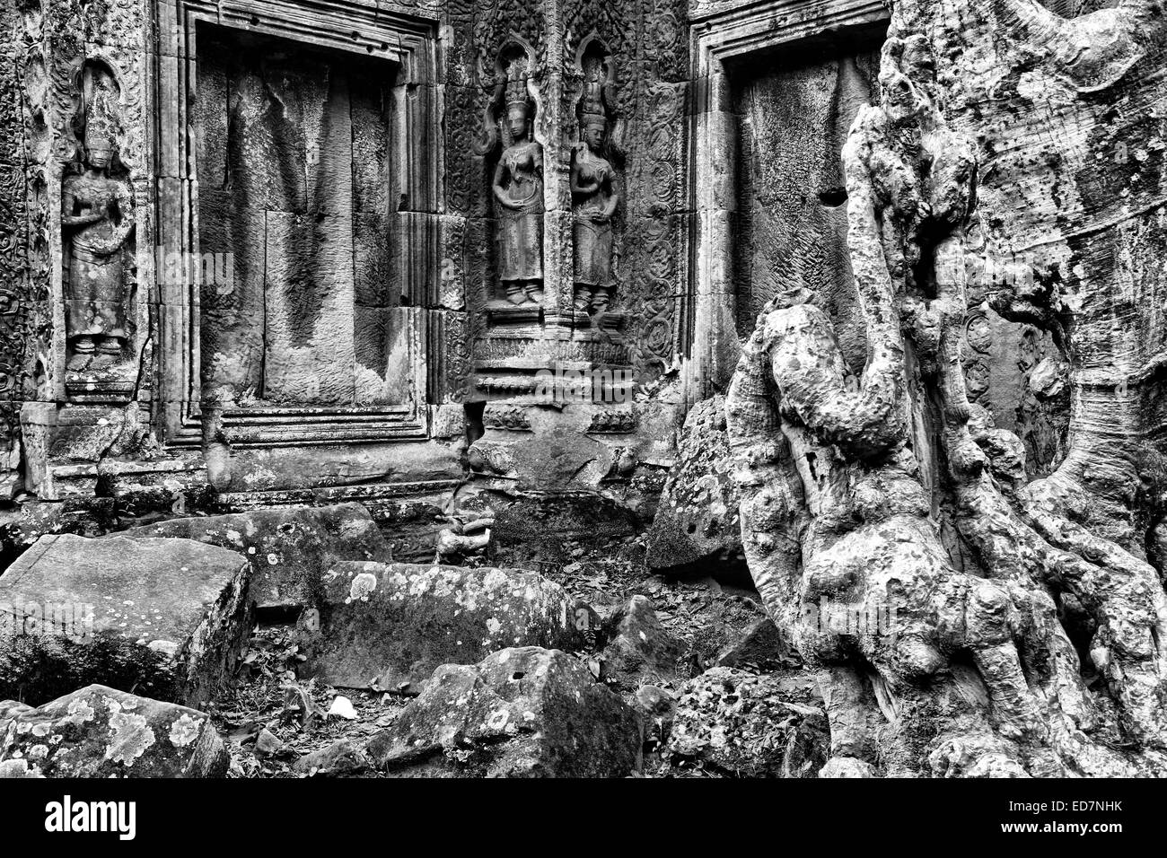 Ta Prohm temple overgrown with Strangler Fig tree roots at Angkor ...
