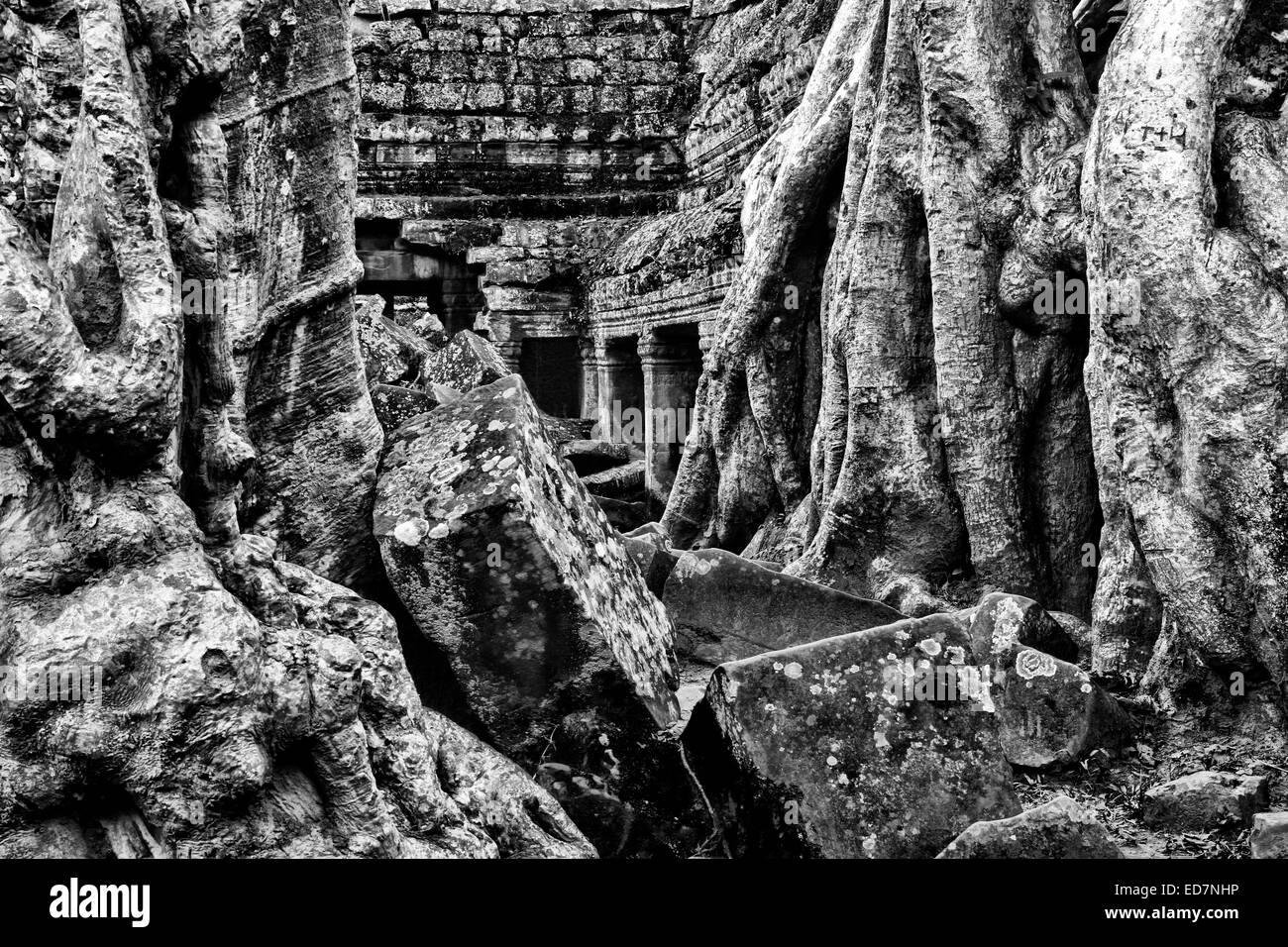 Ta prohm strangler fig tree hi-res stock photography and images - Alamy