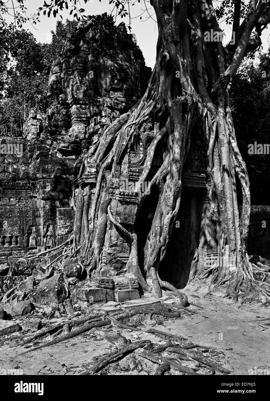 White fig strangler fig tree Black and White Stock Photos & Images - Alamy