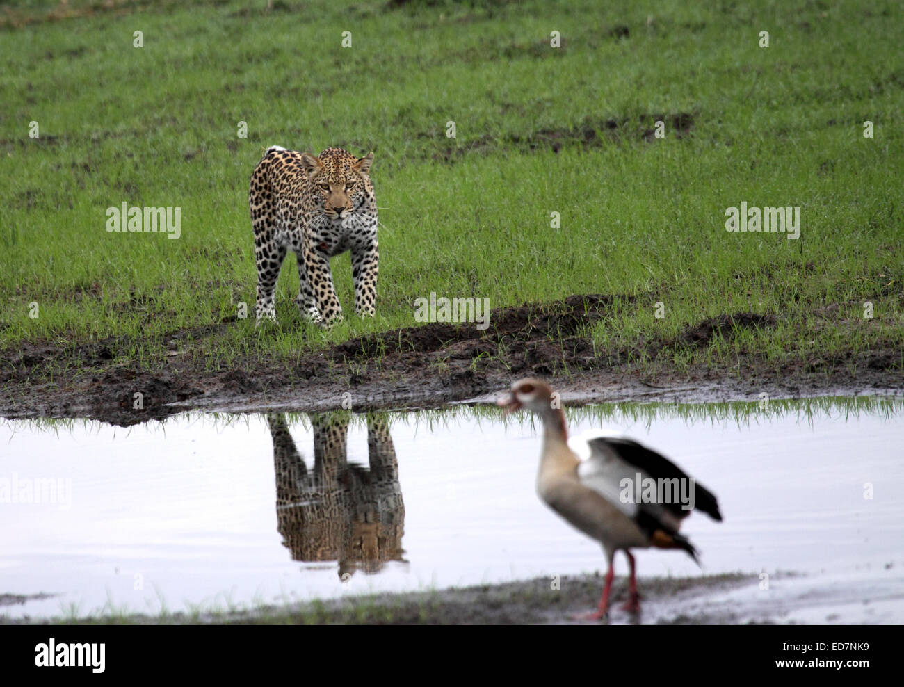 Leopard with refection as it prepares to leap across a stream in ...